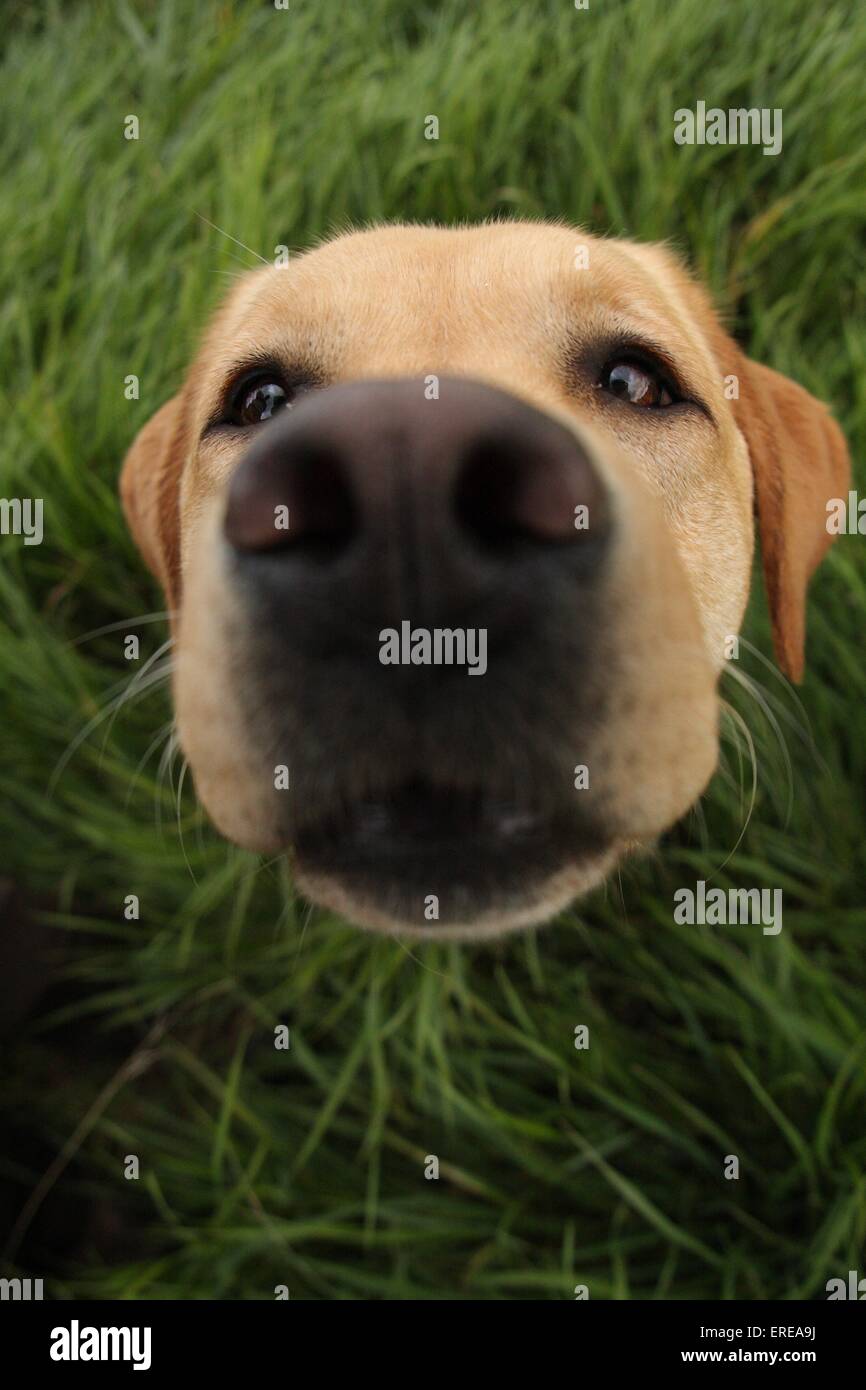 Distorted dog head hi-res stock photography and images - Alamy