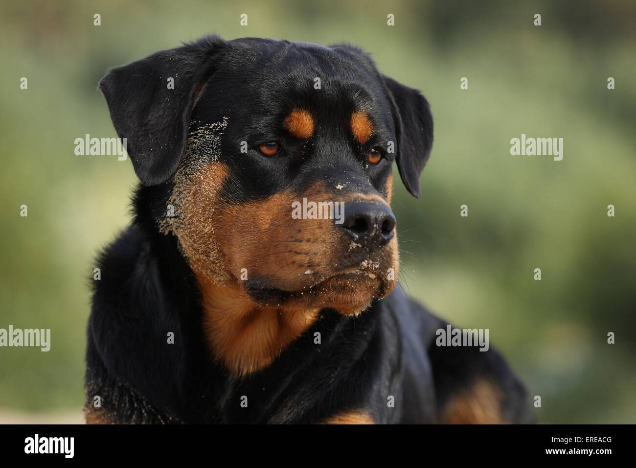 Purebred rottweiler hi-res stock photography and images - Alamy