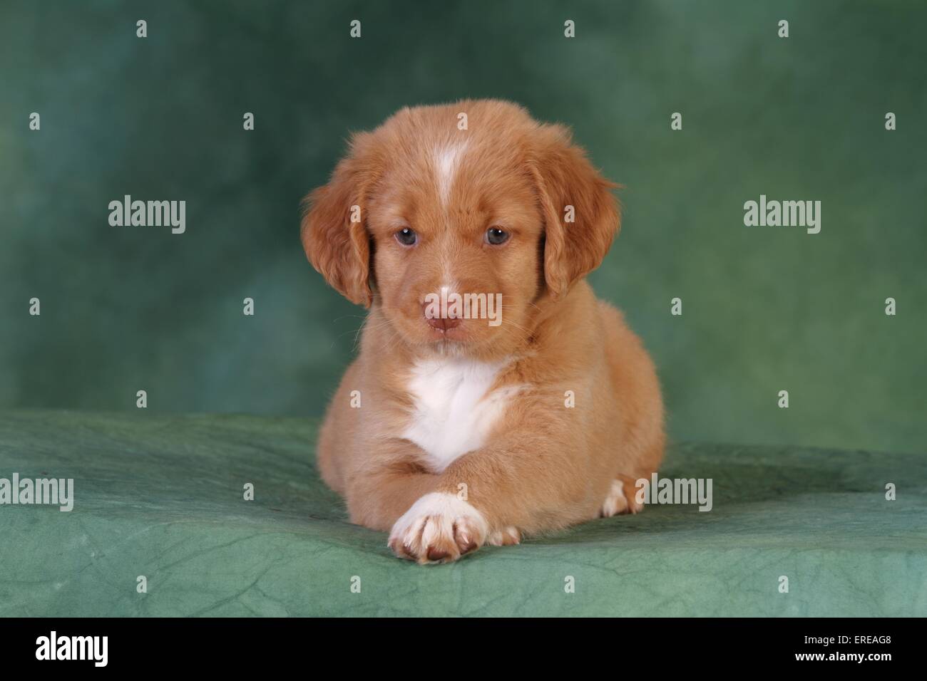 Toller puppies hi-res stock photography and images - Alamy