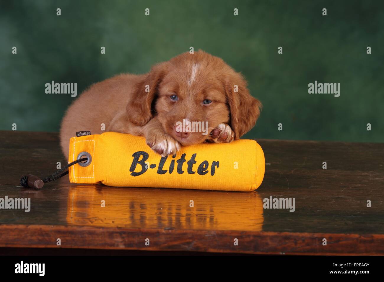 Toller down hi-res stock photography and images - Alamy