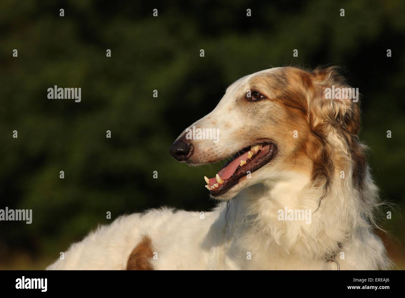 Big russian borzoi dog hi-res stock photography and images - Alamy