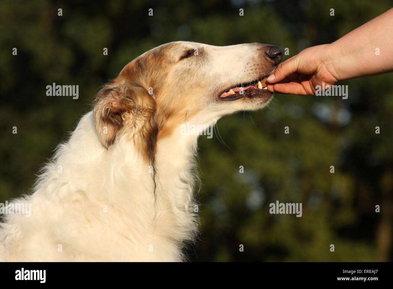 Portrait borzoi side view hi-res stock photography and images - Alamy