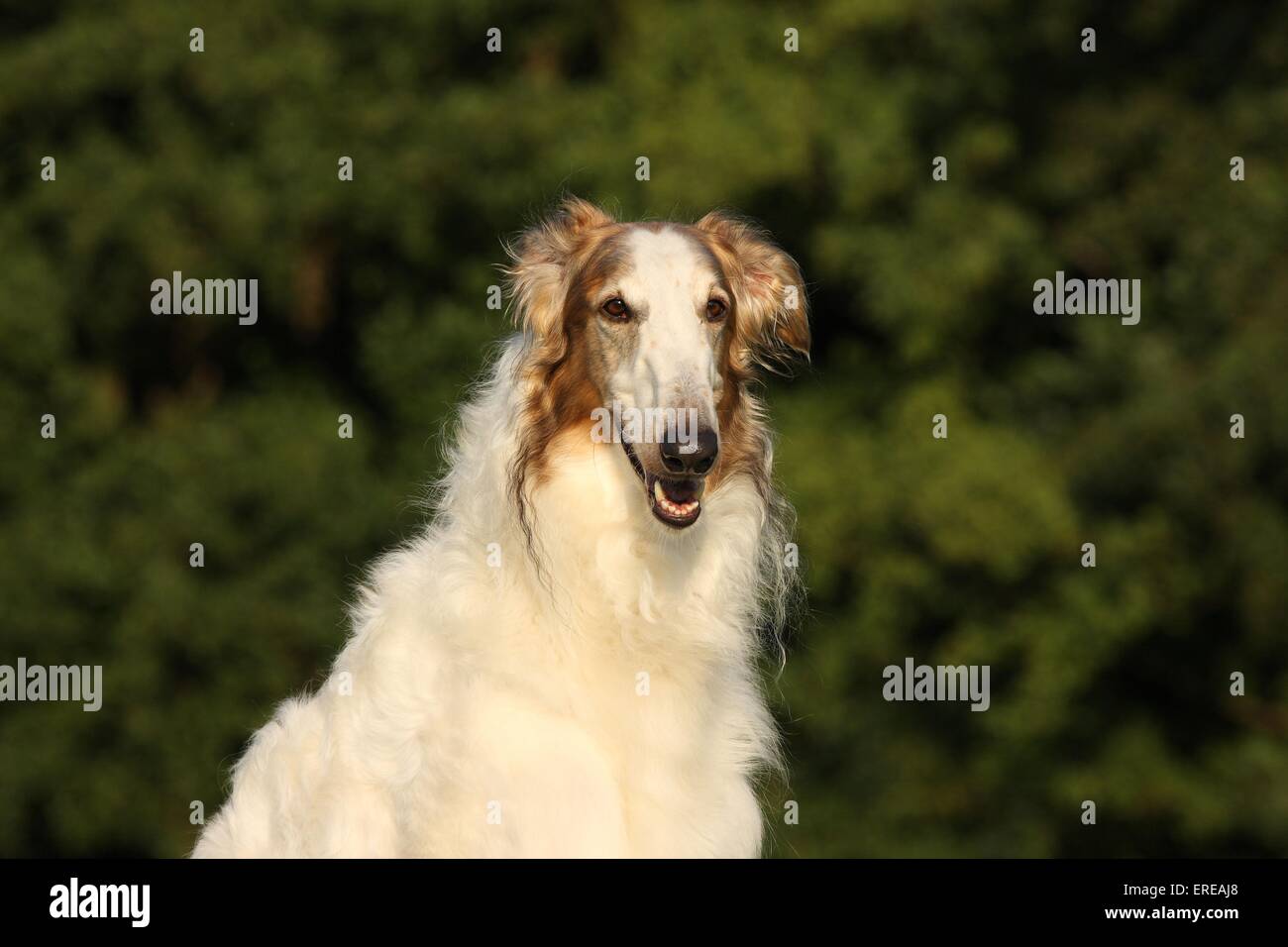 Big russian borzoi dog hi-res stock photography and images - Alamy