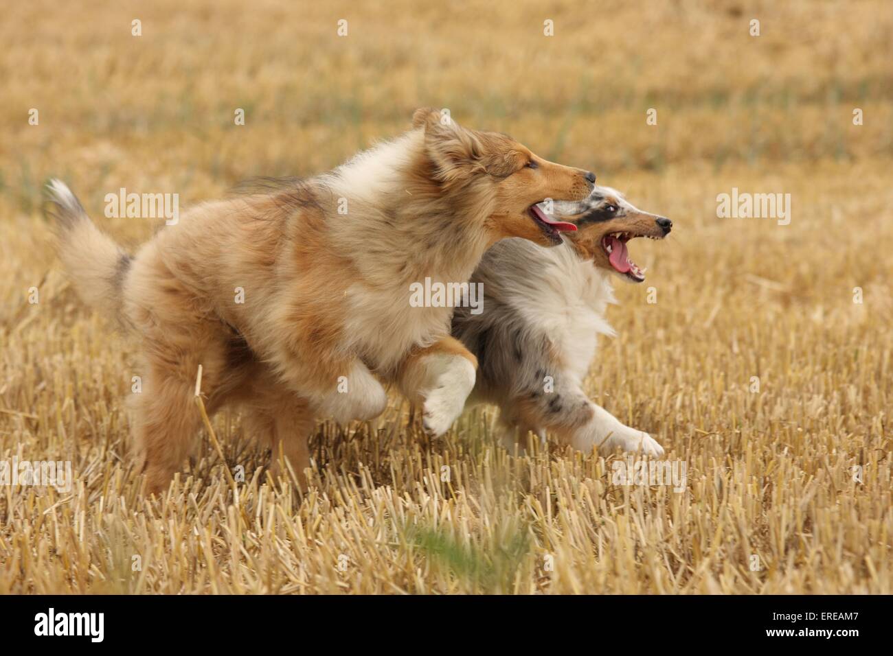 Running dogs hi-res stock photography and images - Alamy