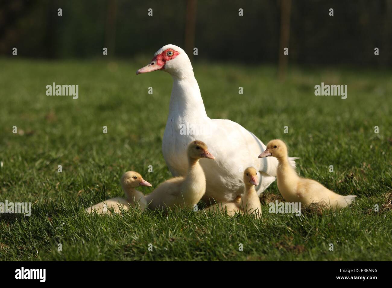 Domestic muscovy ducks hi-res stock photography and images - Alamy