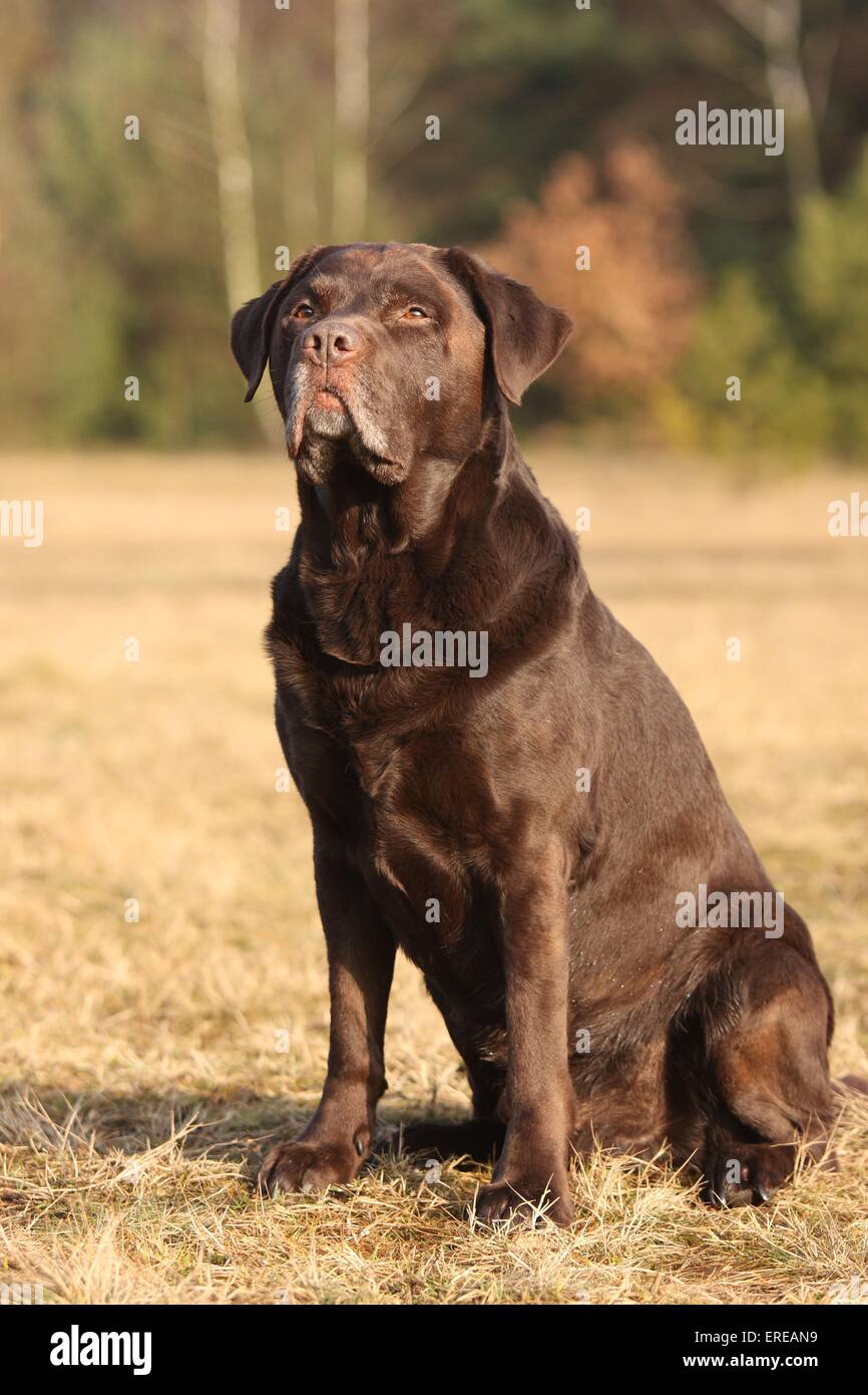 Elderly chocolate labrador hi-res stock photography and images - Alamy