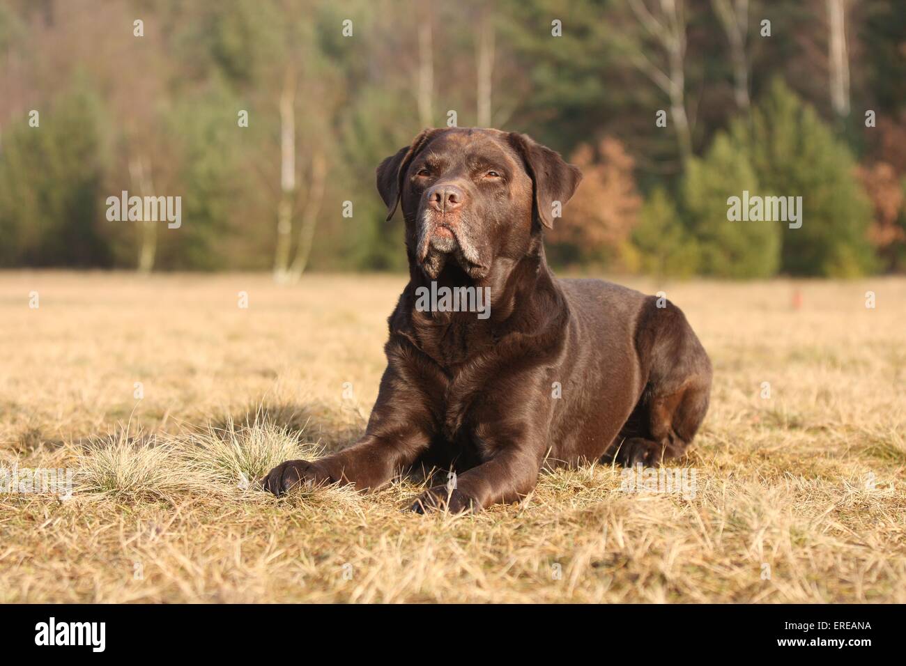Elderly chocolate labrador hi-res stock photography and images - Alamy