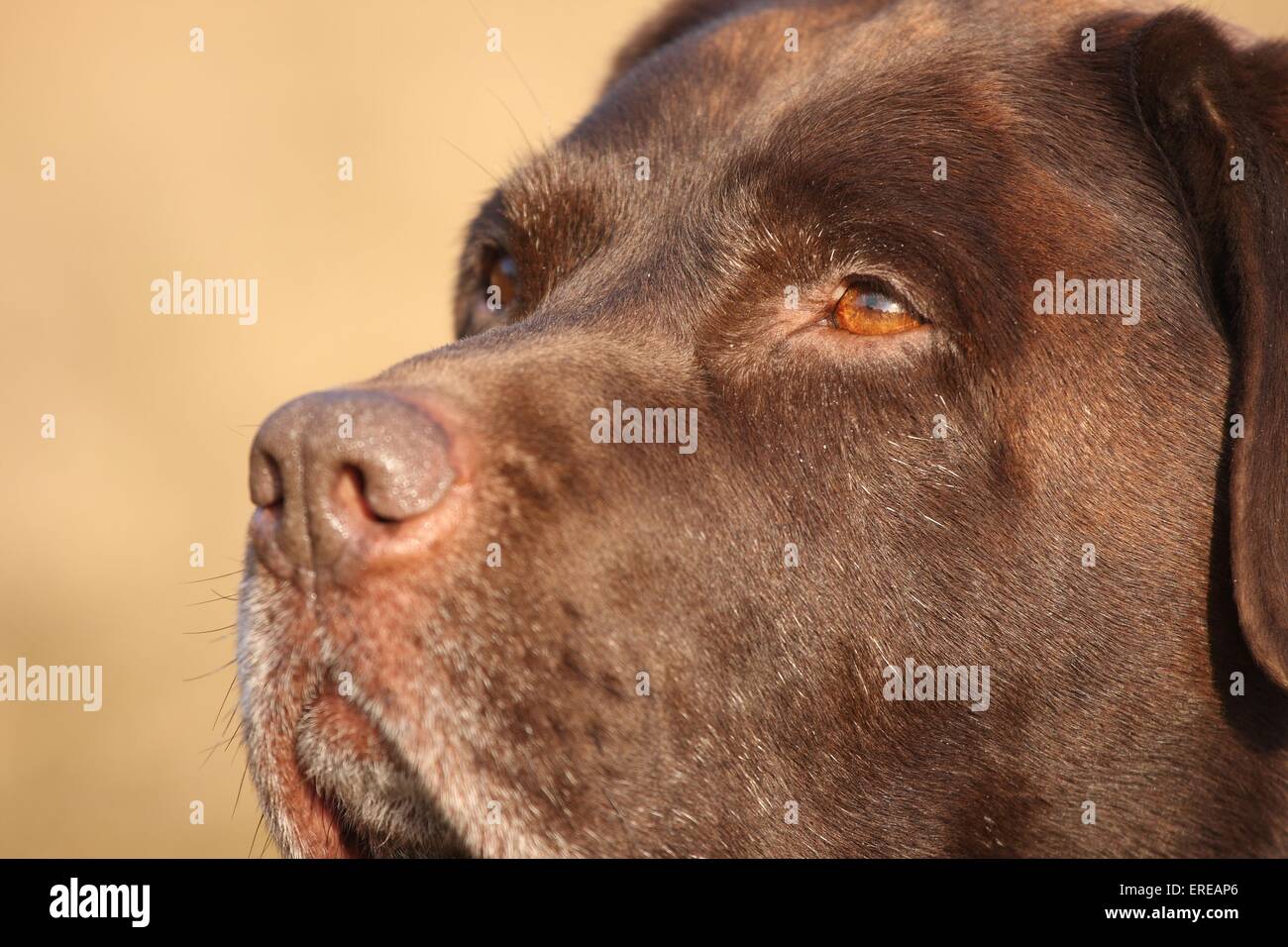 Labrador Retriever Portrait Stock Photo - Alamy
