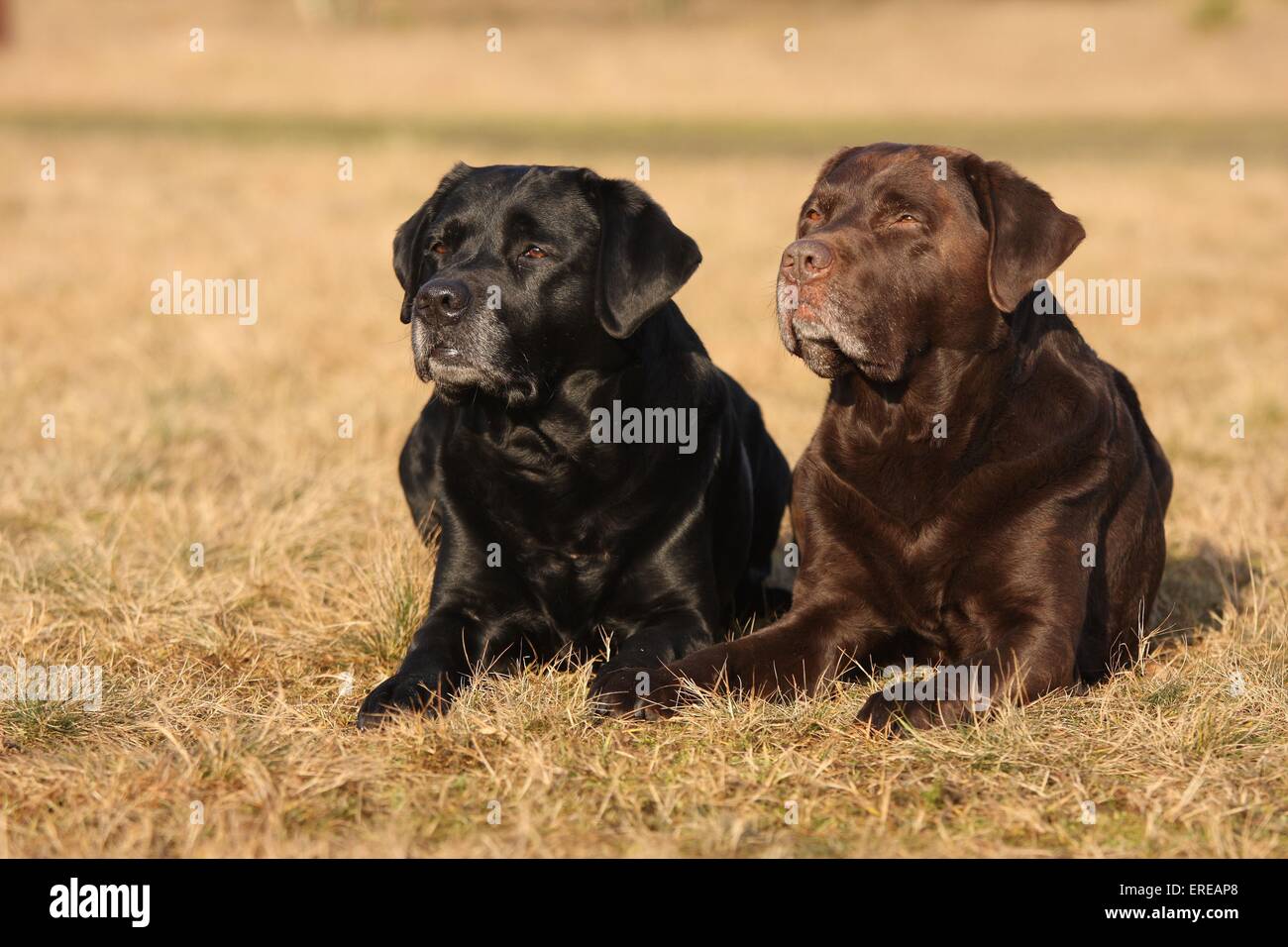 Elderly chocolate labrador hi-res stock photography and images - Alamy