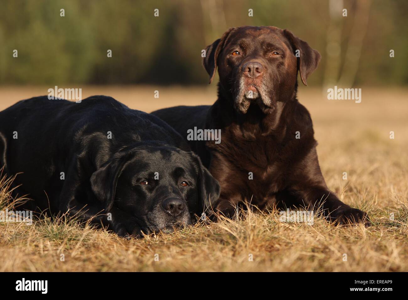Elderly chocolate labrador hi-res stock photography and images - Alamy