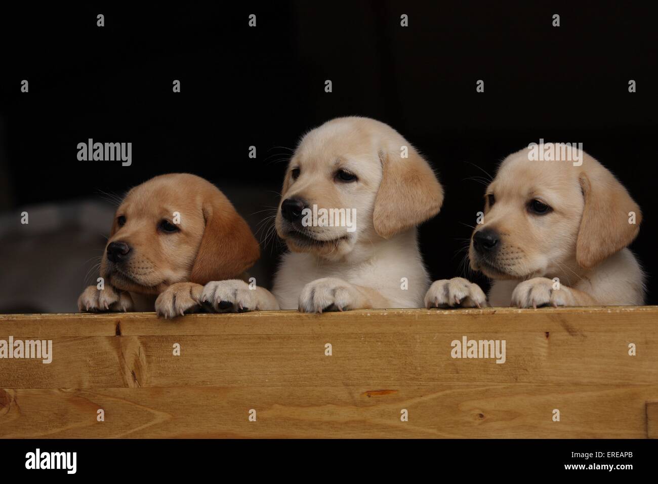 Labrador Retriever Puppies Stock Photo - Alamy