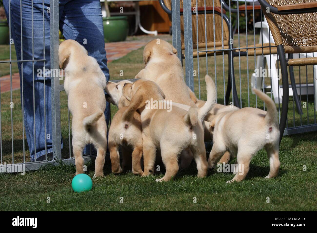 Group of dogs labrador hi-res stock photography and images - Alamy
