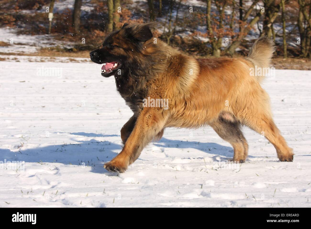 Leonberger running hi-res stock photography and images - Alamy