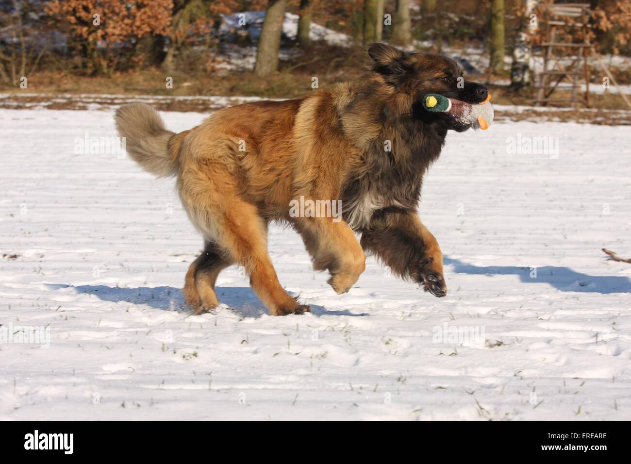 Leonberger running hi-res stock photography and images - Alamy