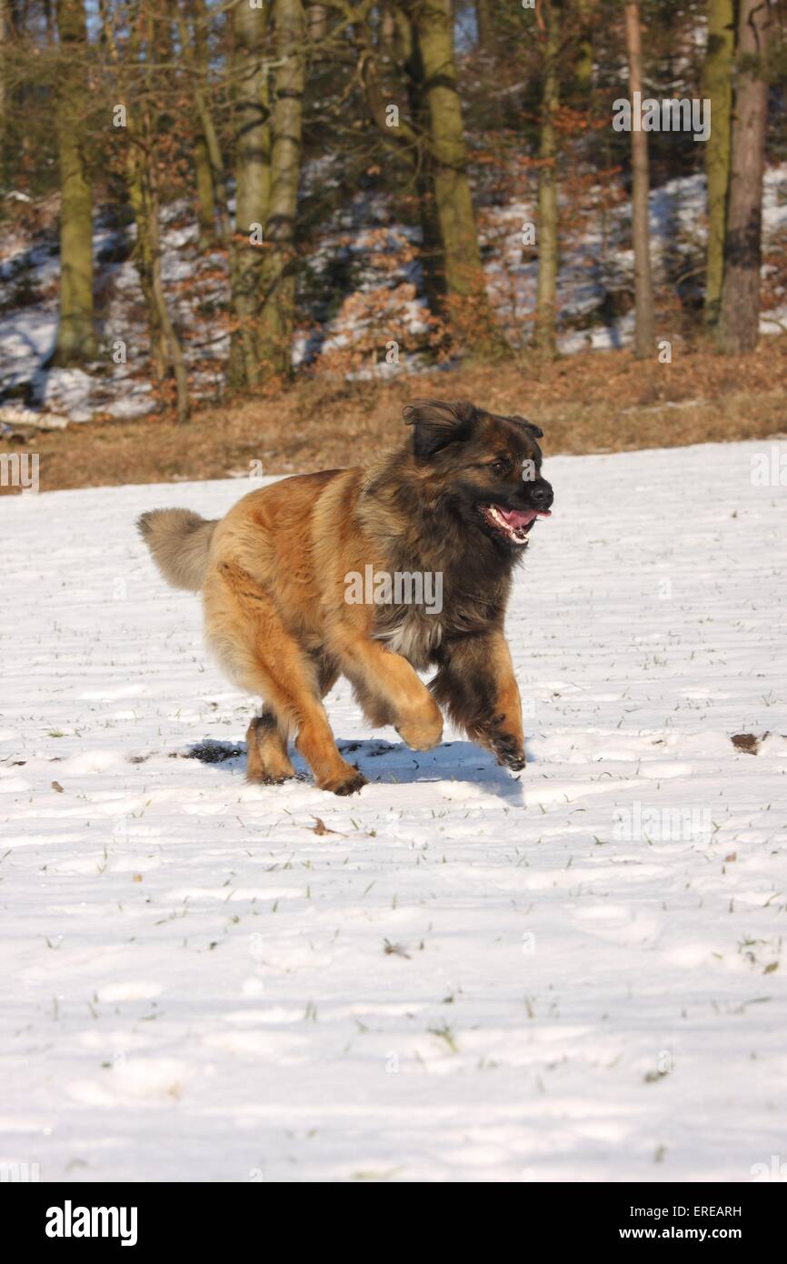 Leonberger running hi-res stock photography and images - Alamy