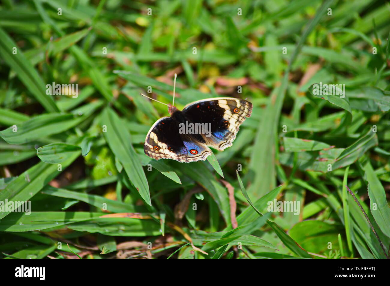 Blue Pansy, Butterfly, Junonia orithya, eyed pansy, insects, blue ...