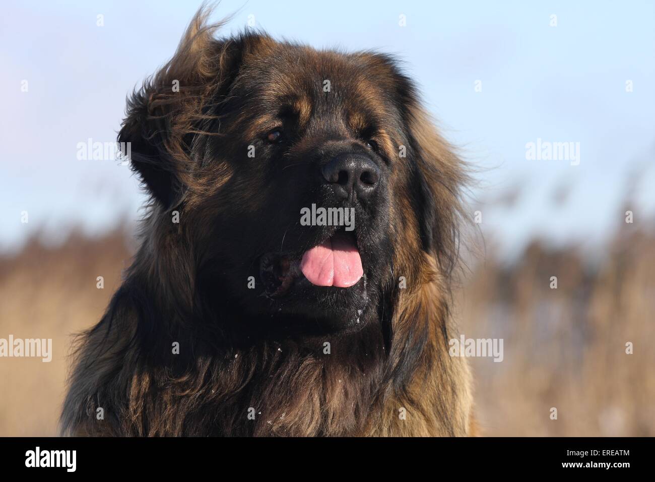 Portrait leonberger hi-res stock photography and images - Alamy