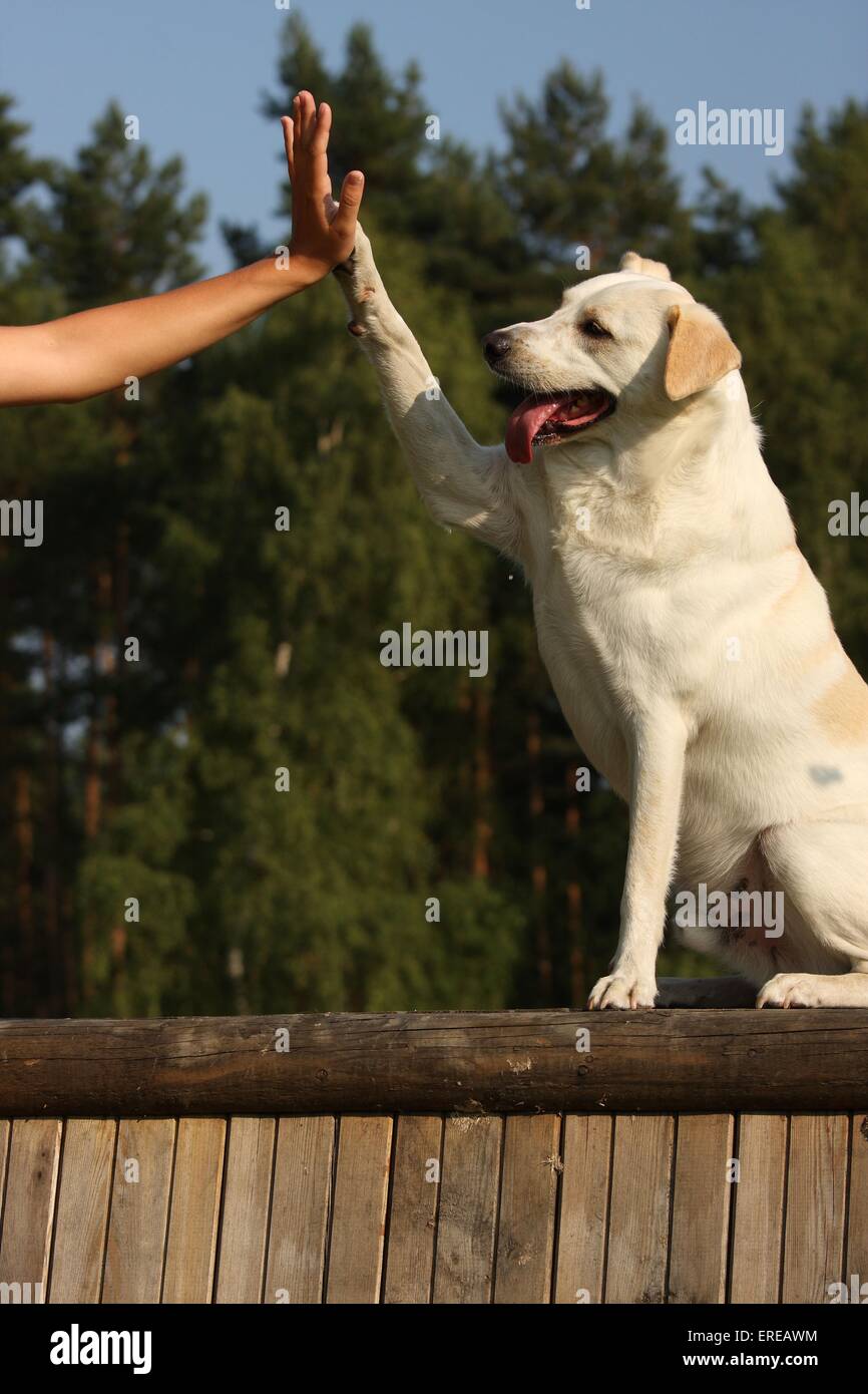 mongrel gives paw Stock Photo - Alamy