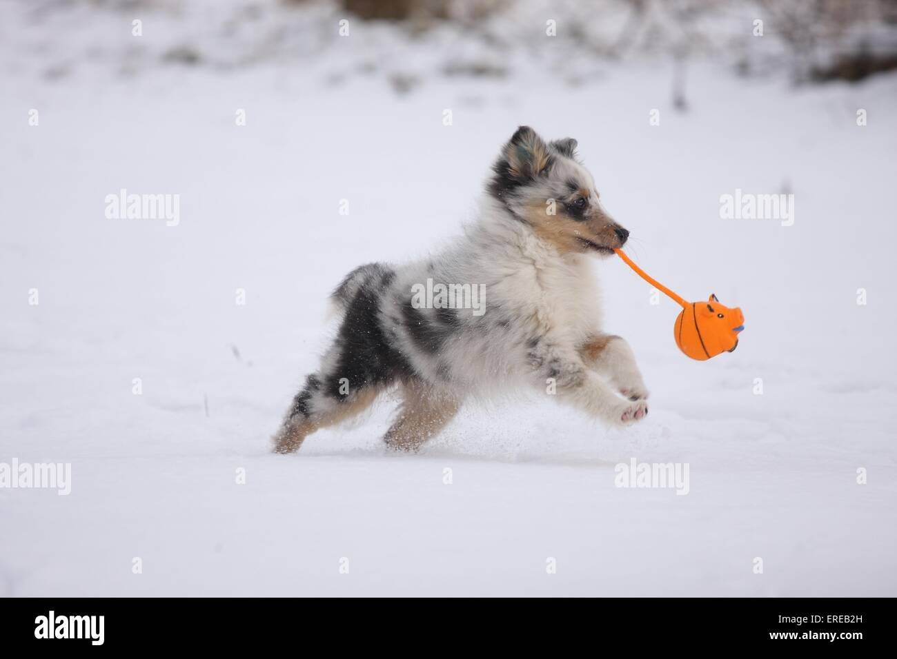 playing Shetland Sheepdog Puppy Stock Photo - Alamy