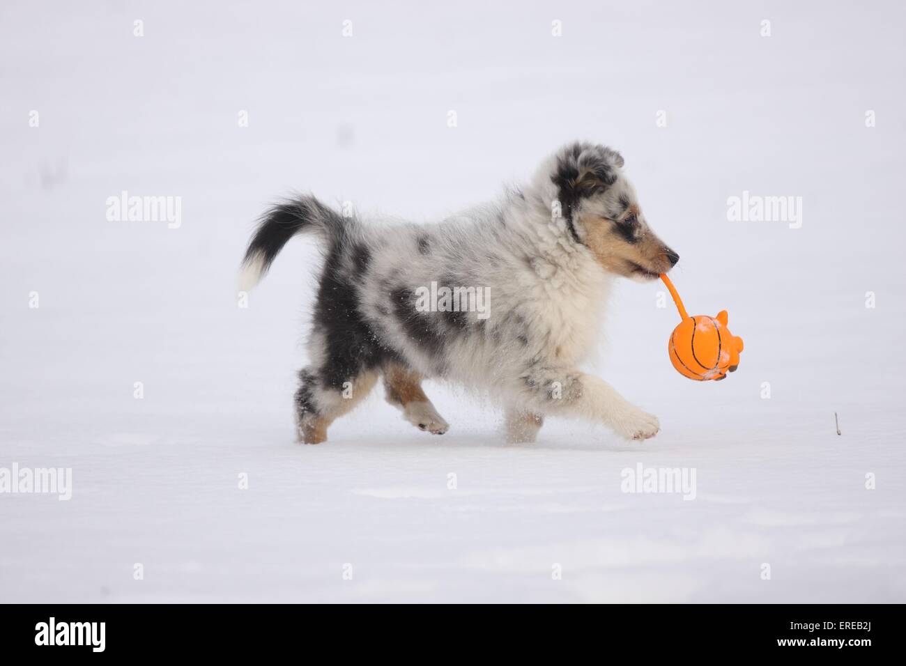 playing Shetland Sheepdog Puppy Stock Photo - Alamy