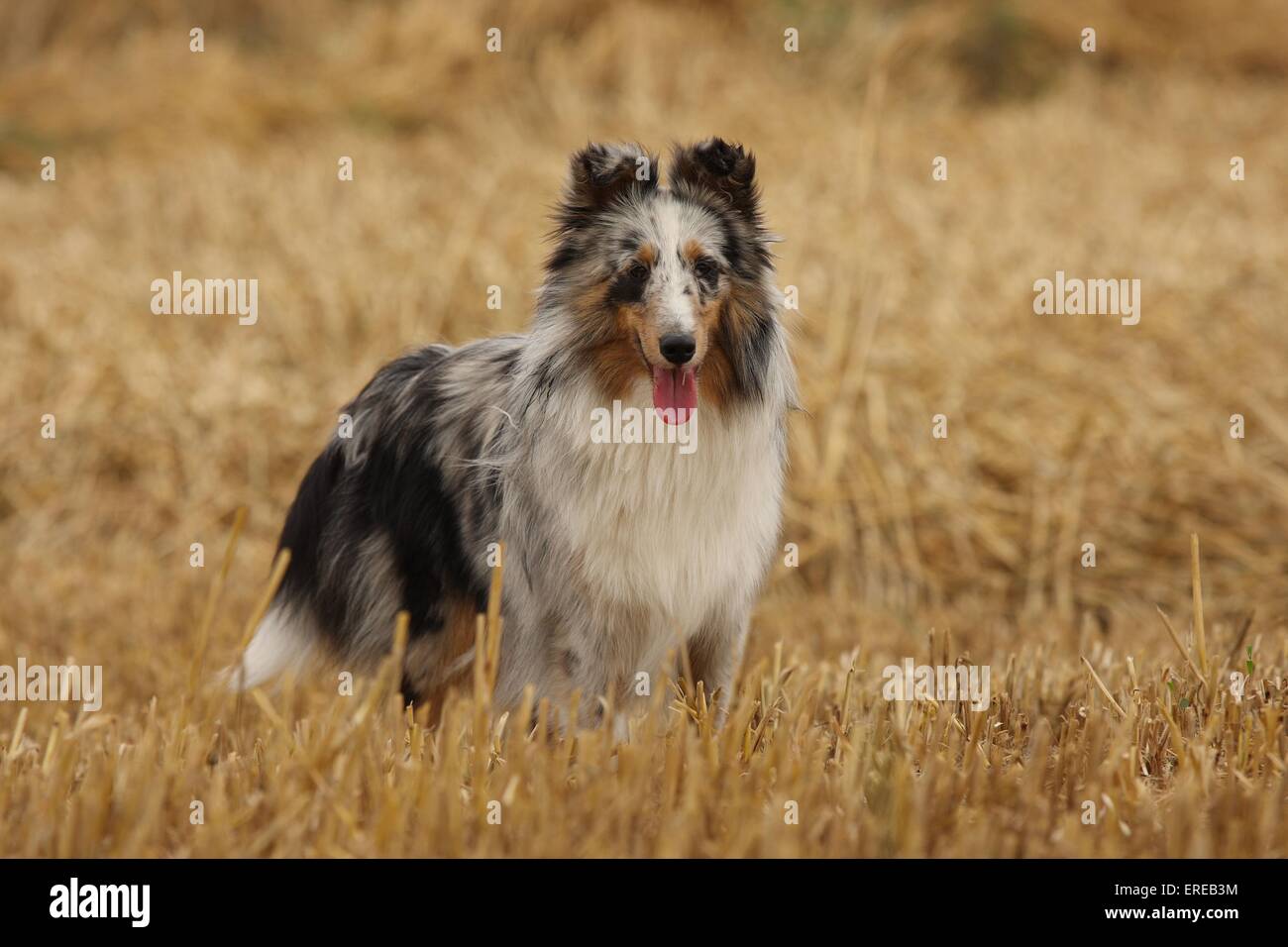 Red sheepdog hi-res stock photography and images - Alamy