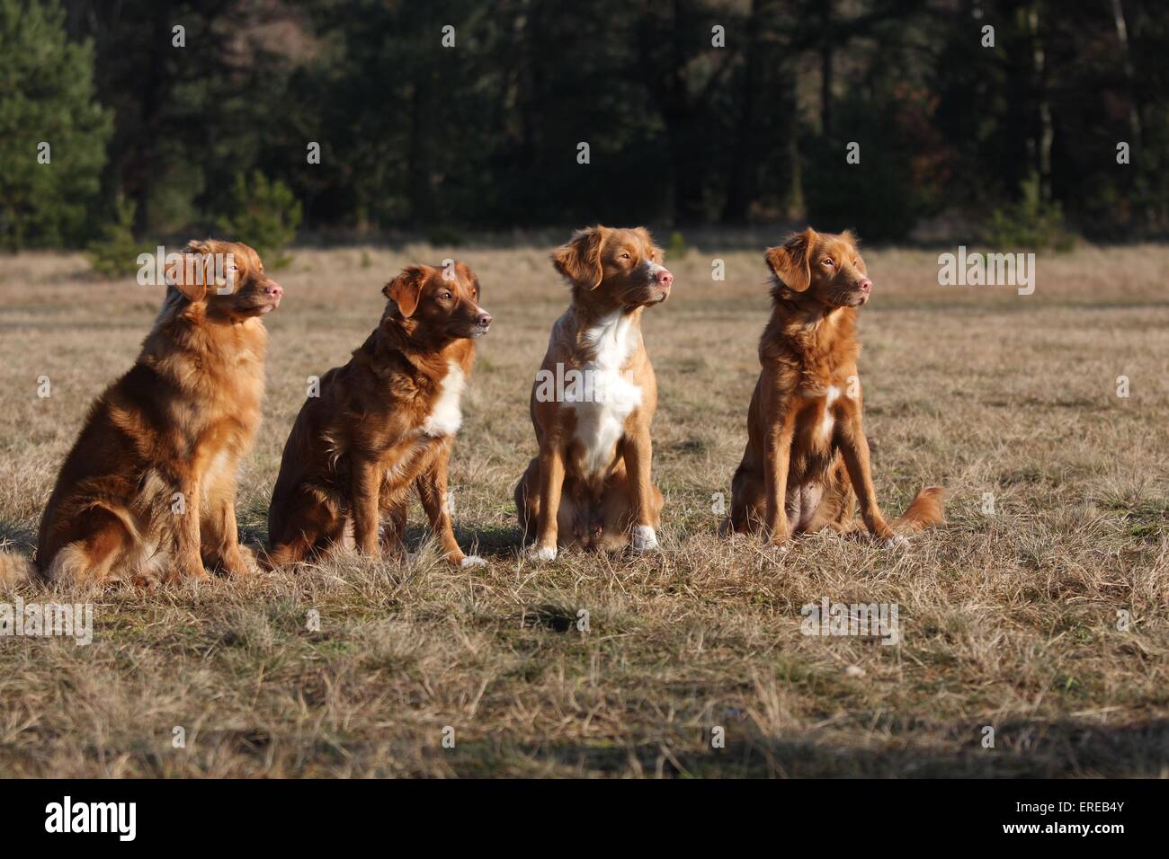 Nova Scotia Duck Tolling Retriever Stock Photo - Alamy