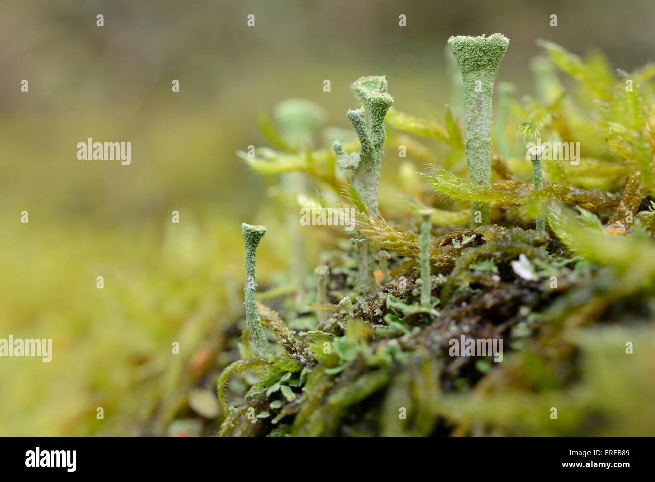 Pixie cup lichen (Cladonia fimbriata) with spore forming reproductive ...