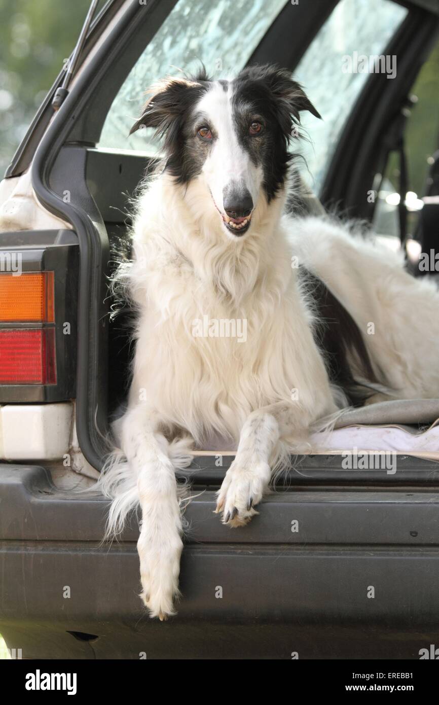Big russian borzoi dog hi-res stock photography and images - Alamy