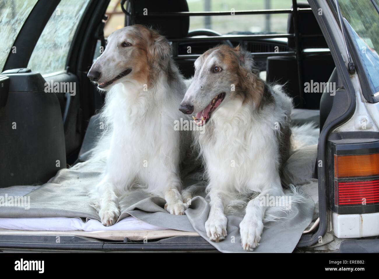 Borzois hi-res stock photography and images - Alamy