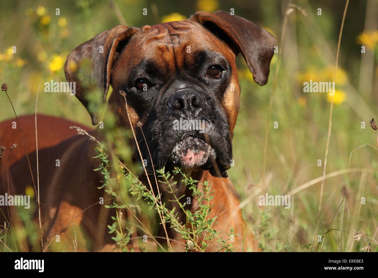 German Boxer Portrait Stock Photo - Alamy