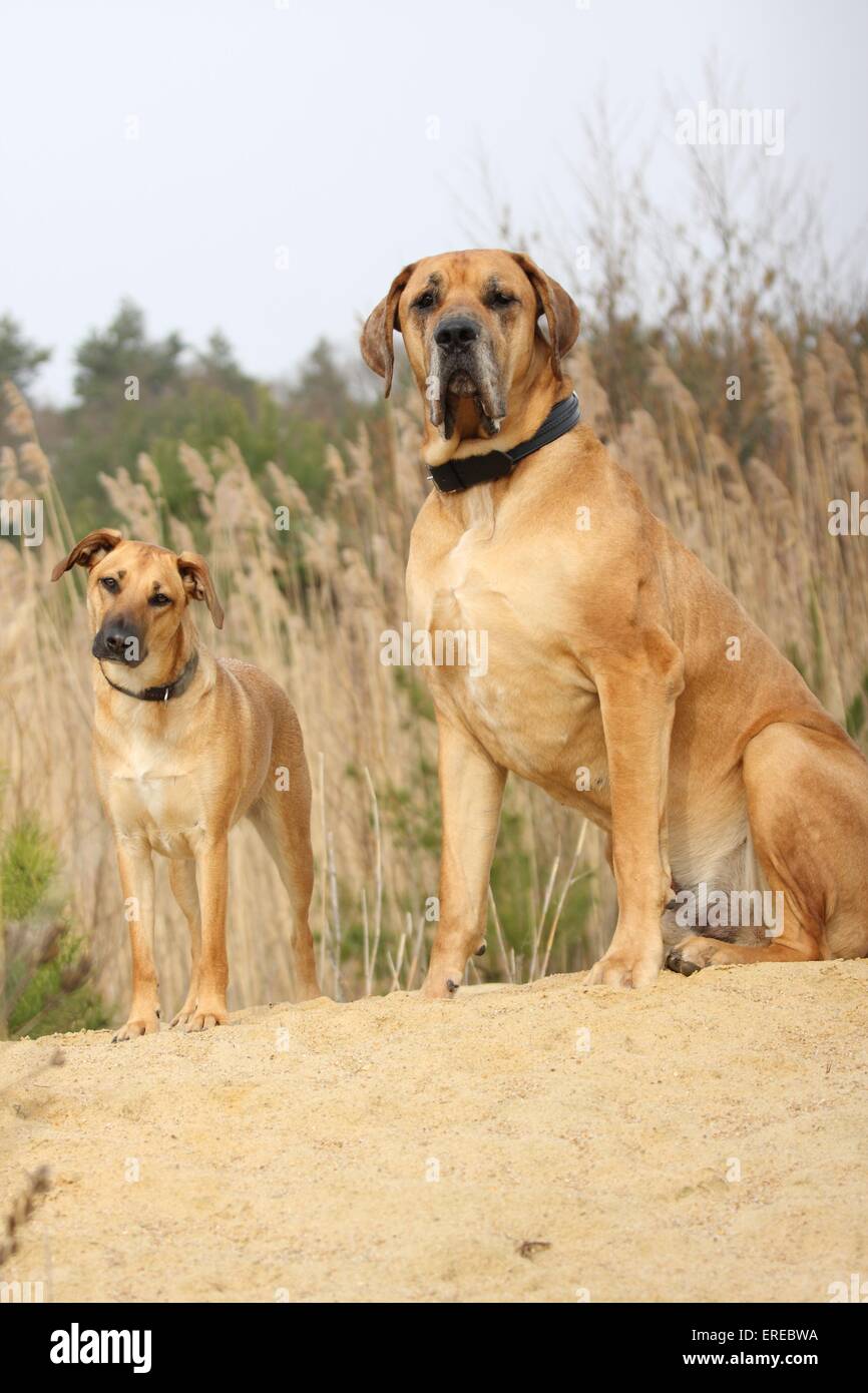 Great dane cross hi-res stock photography and images - Alamy