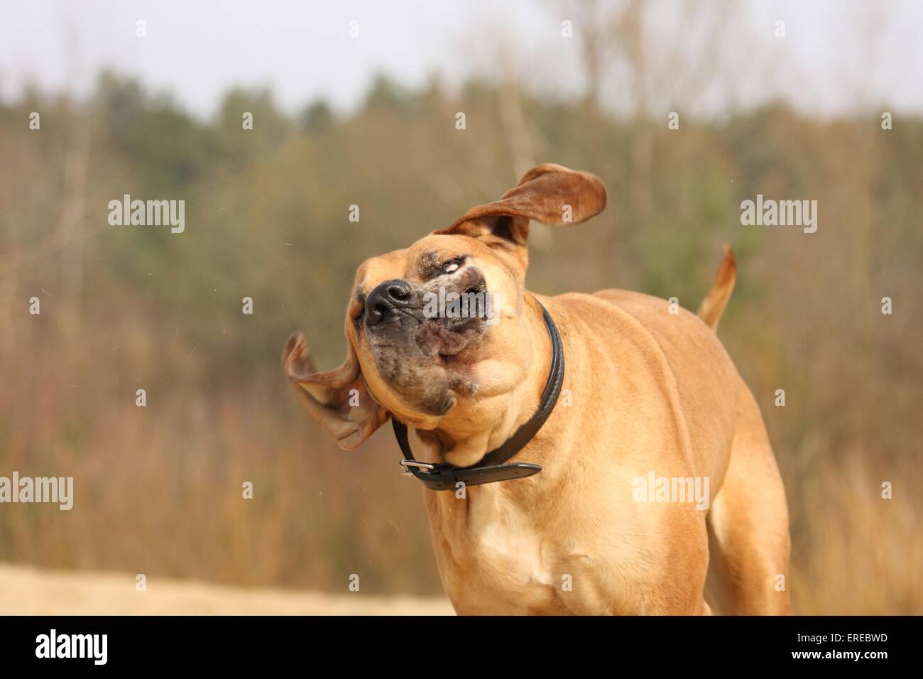 Funny great dane hi-res stock photography and images - Alamy