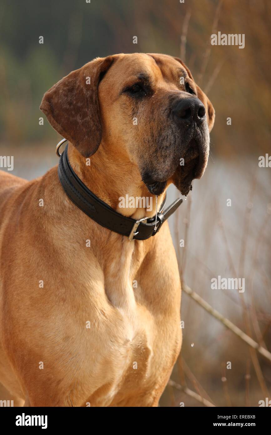 old Great Dane Stock Photo - Alamy