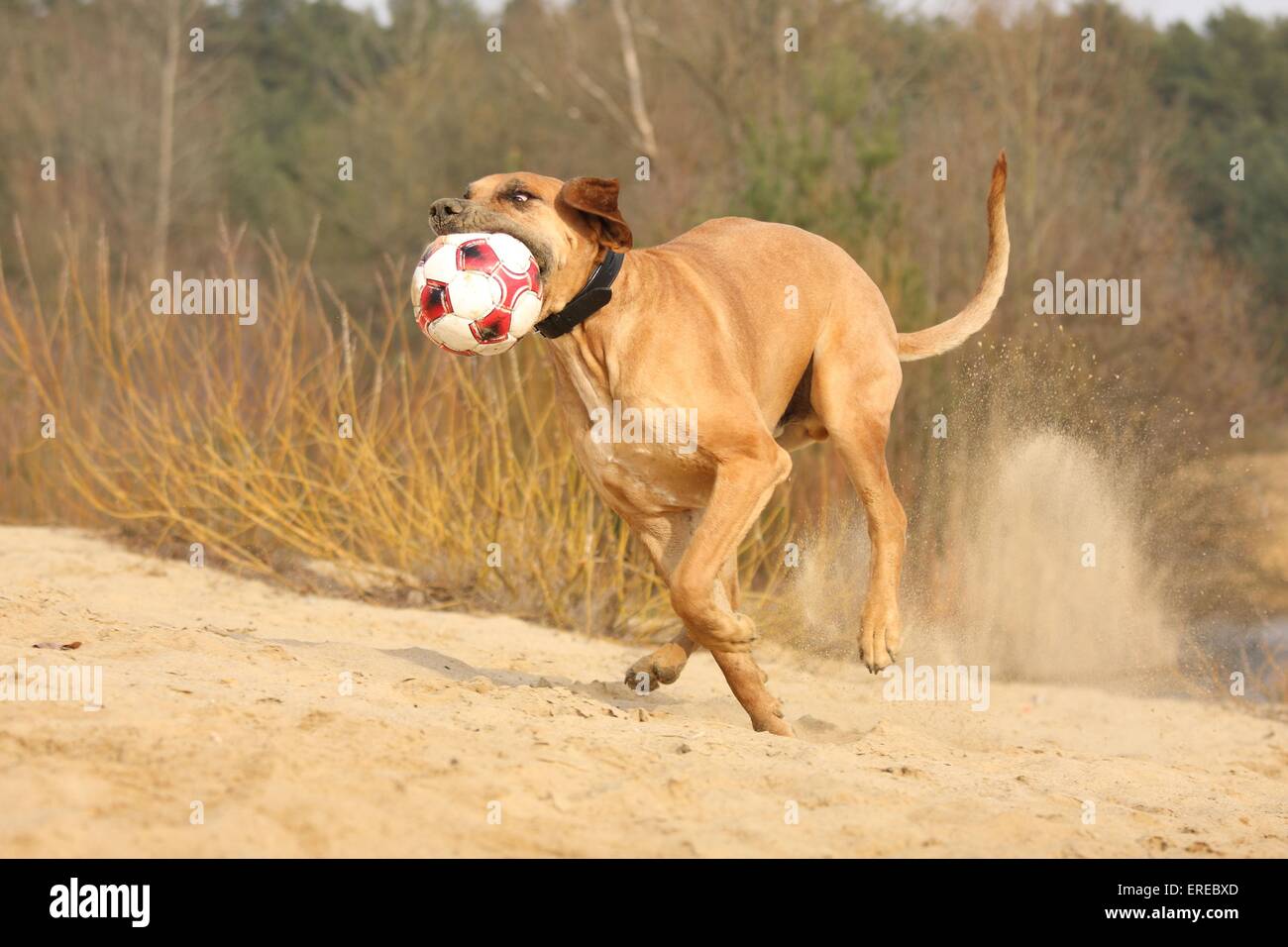 old Great Dane Stock Photo - Alamy