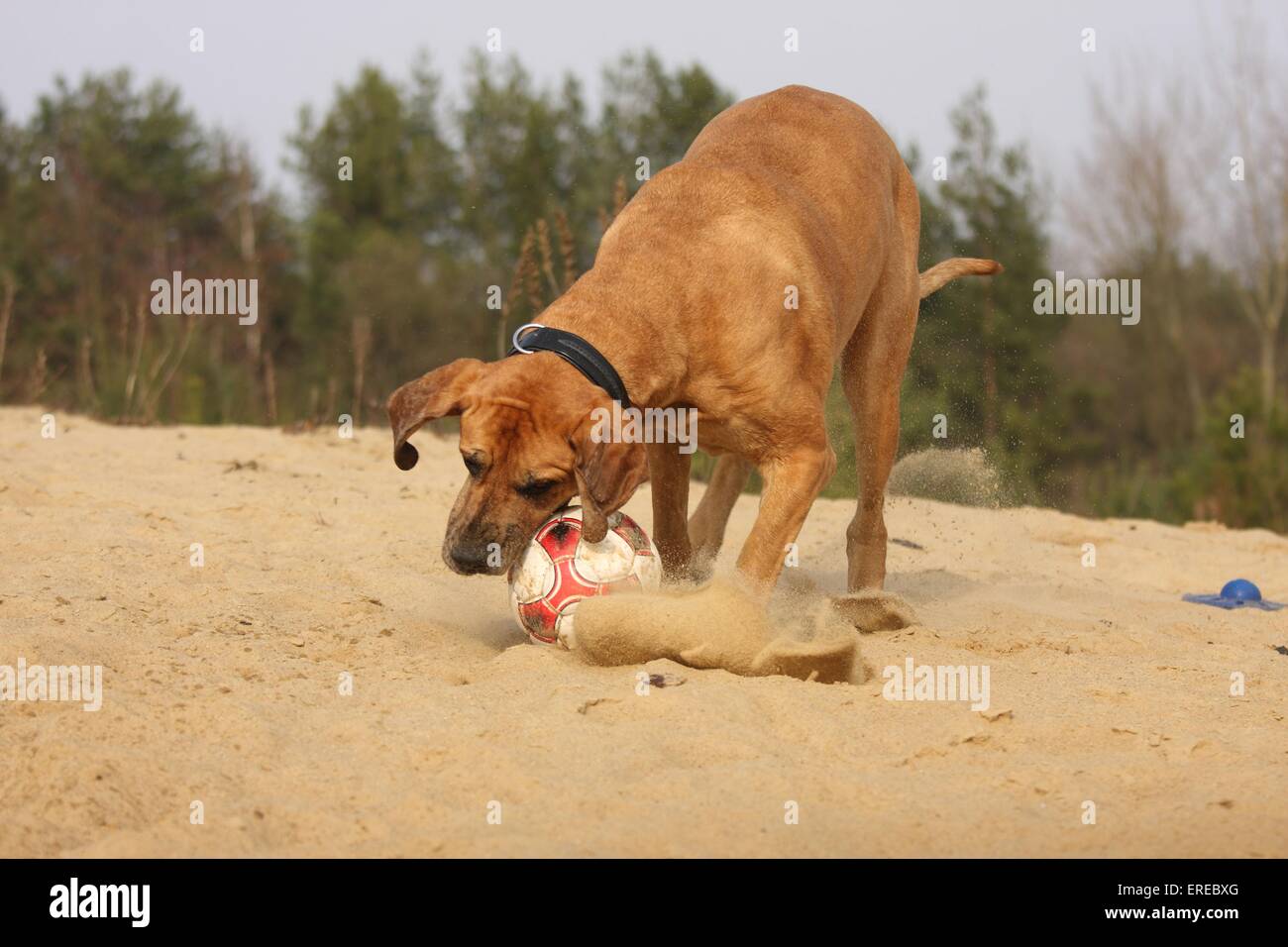 old Great Dane Stock Photo - Alamy