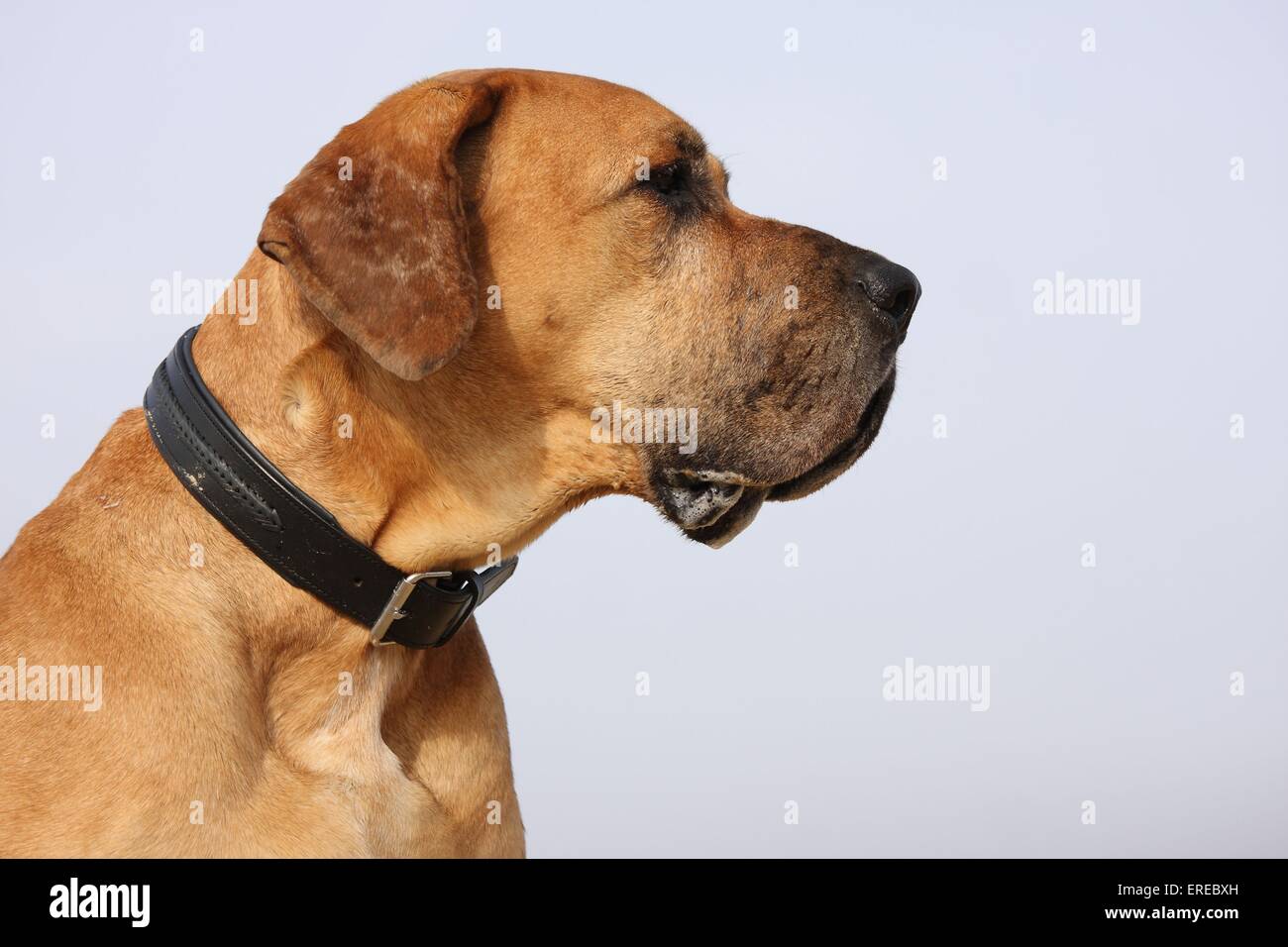 old Great Dane Stock Photo - Alamy