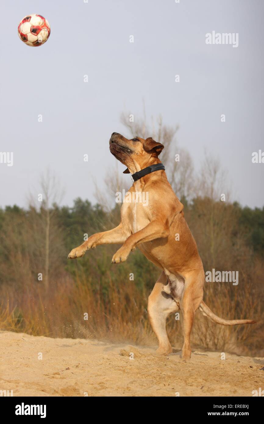 old Great Dane Stock Photo - Alamy