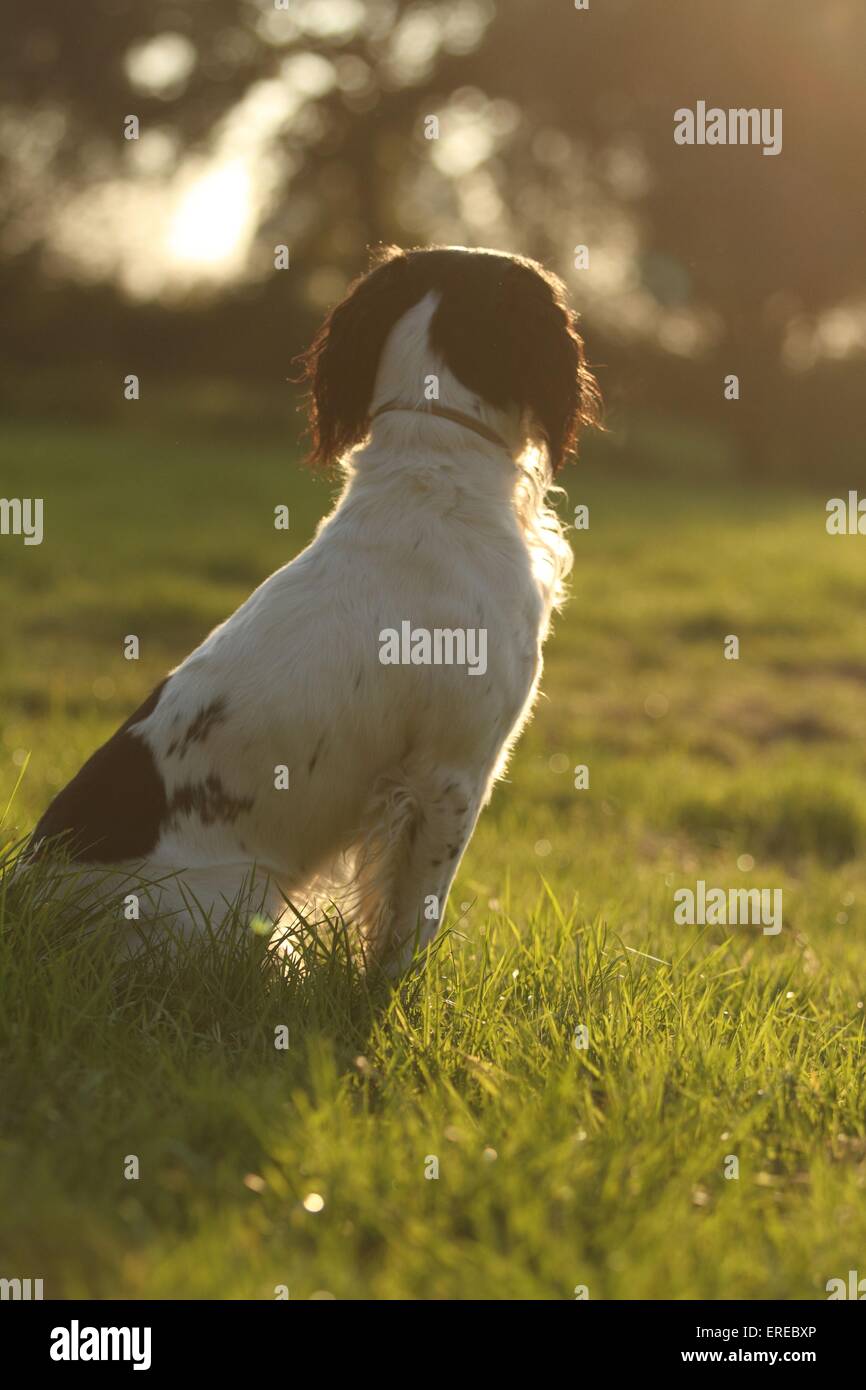 Springer spaniel back view hi-res stock photography and images - Alamy