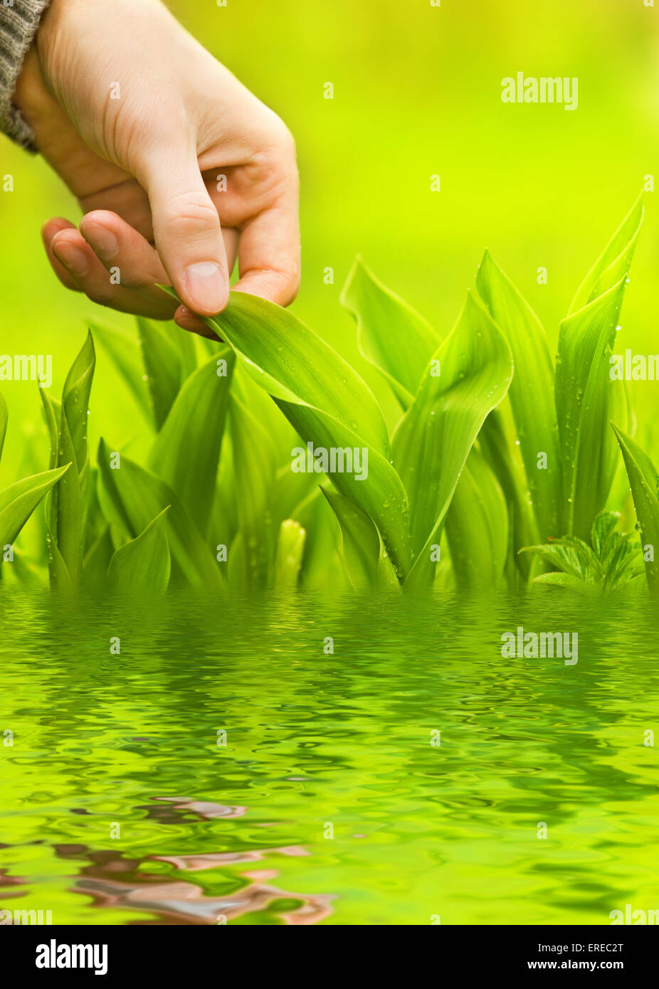 Human hand touching green grass Stock Photo - Alamy