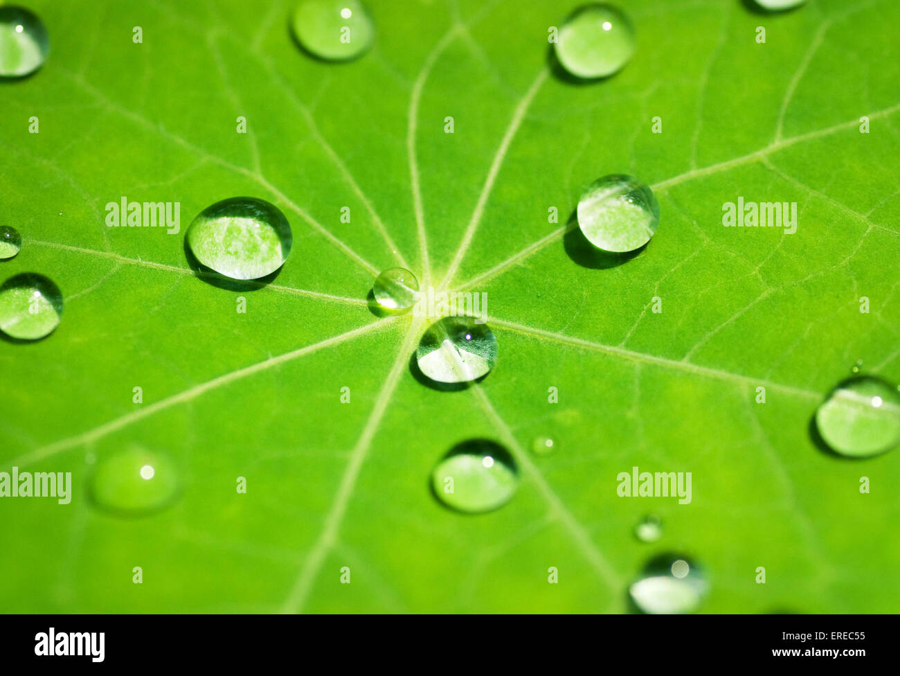 Green leaf texture with water drops on it Stock Photo - Alamy