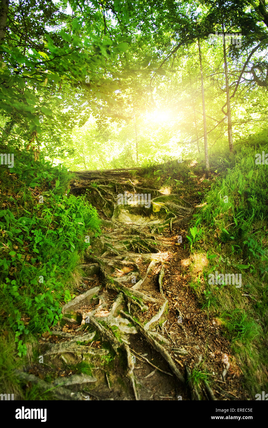 Sunshine in a forest Stock Photo - Alamy