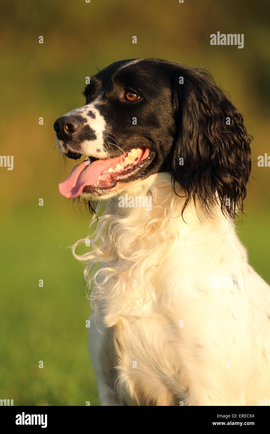English Springer Spaniel Portrait Stock Photo - Alamy