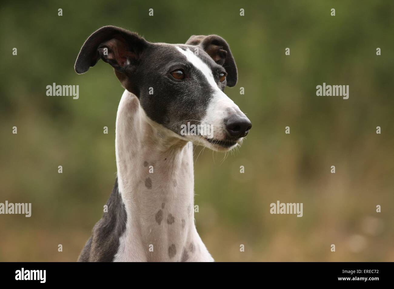 Galgo Espanol Portrait Stock Photo - Alamy