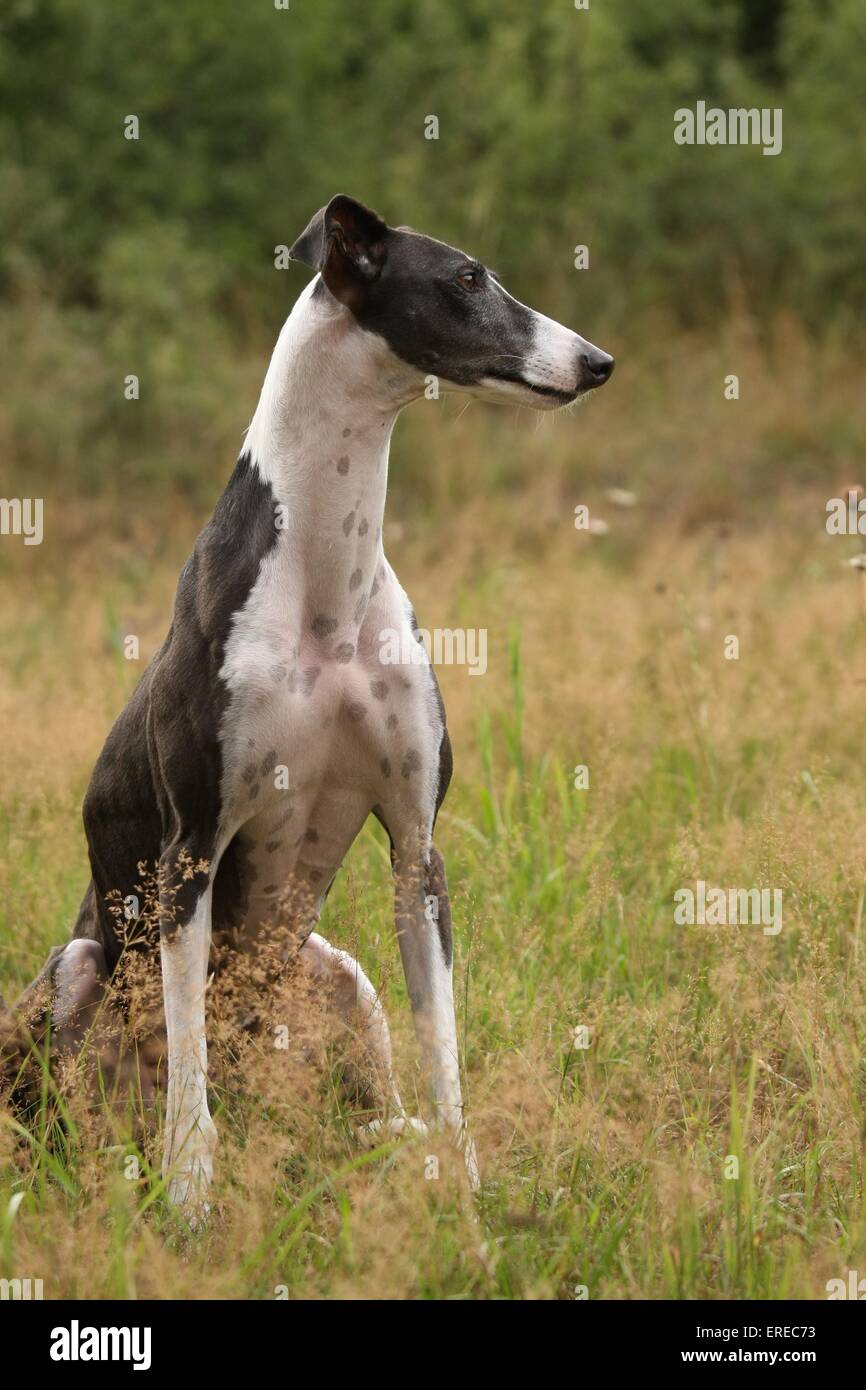Smooth galgo hi-res stock photography and images - Alamy