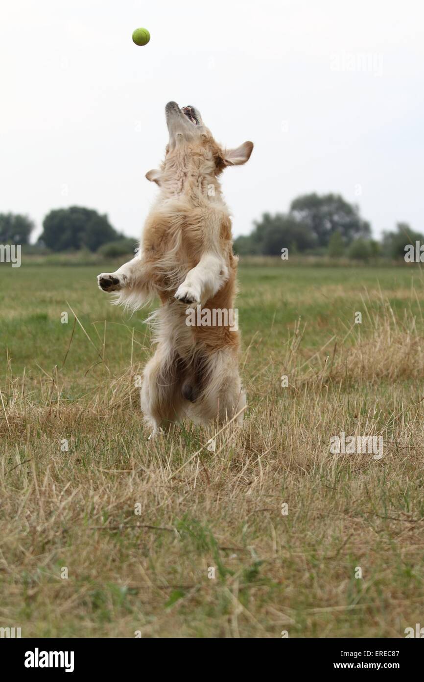 Golden retriever dog playing toys hi-res stock photography and images ...