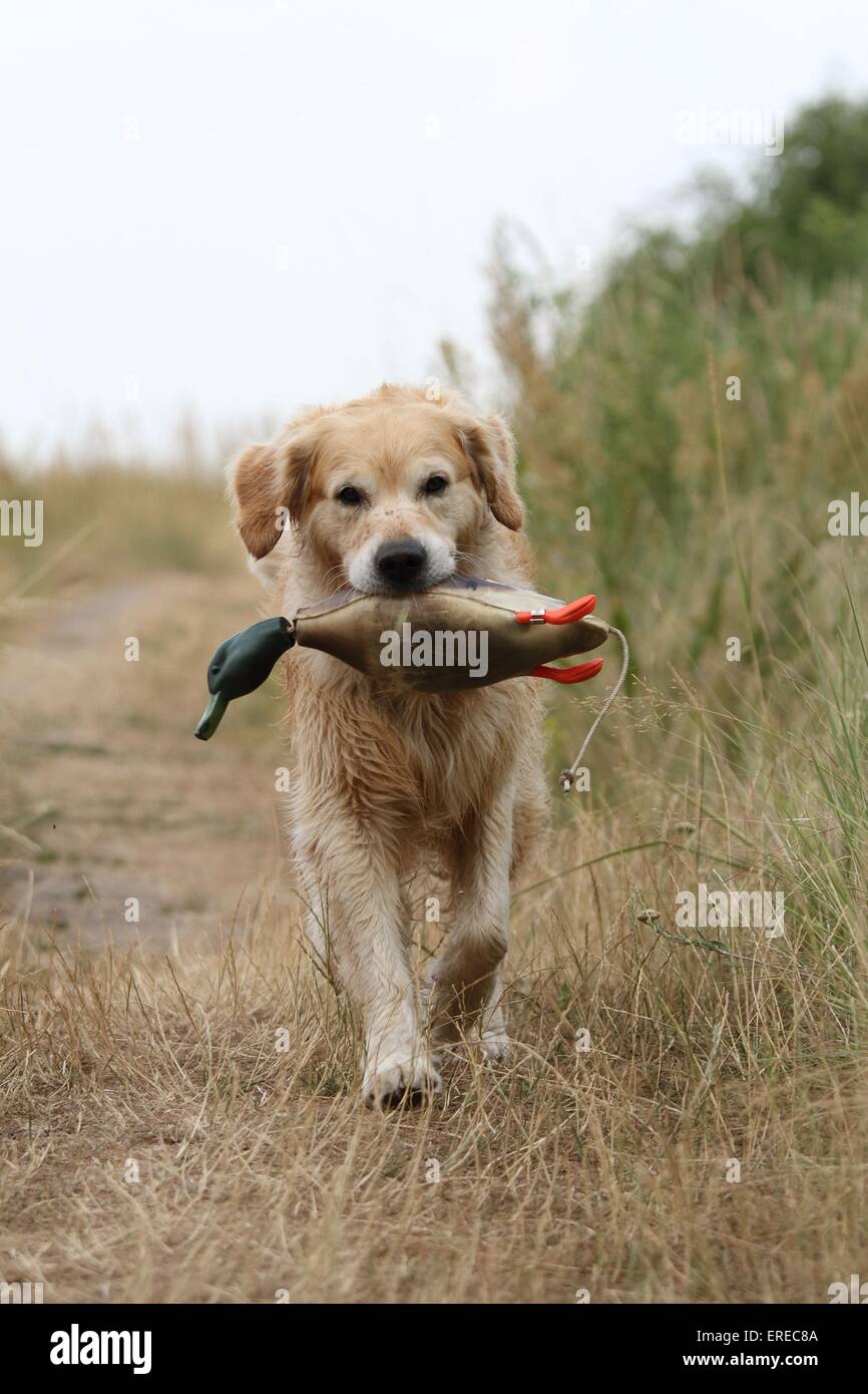 Golden middle way hi-res stock photography and images - Alamy