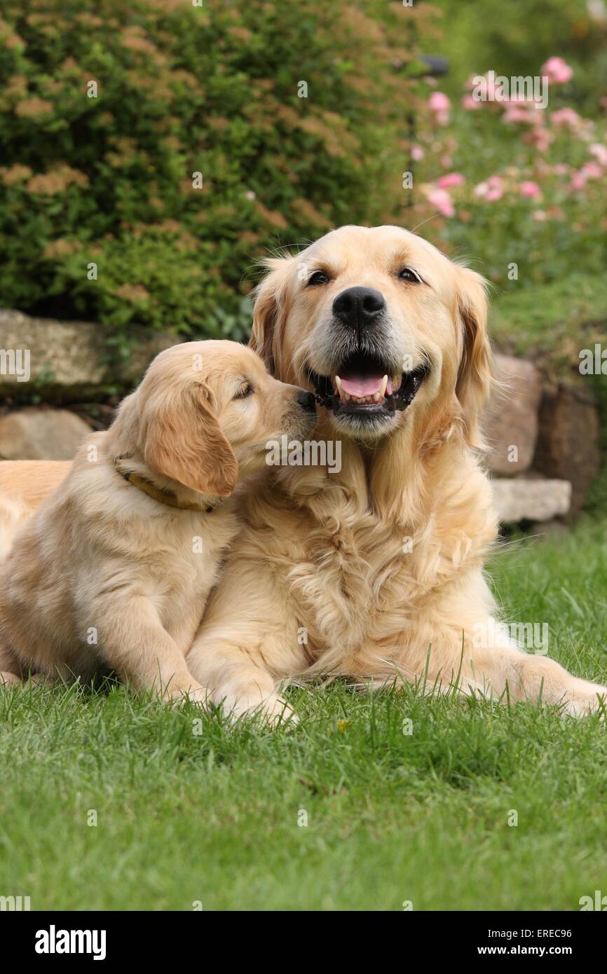 Baby dog golden retriever hi-res stock photography and images - Alamy