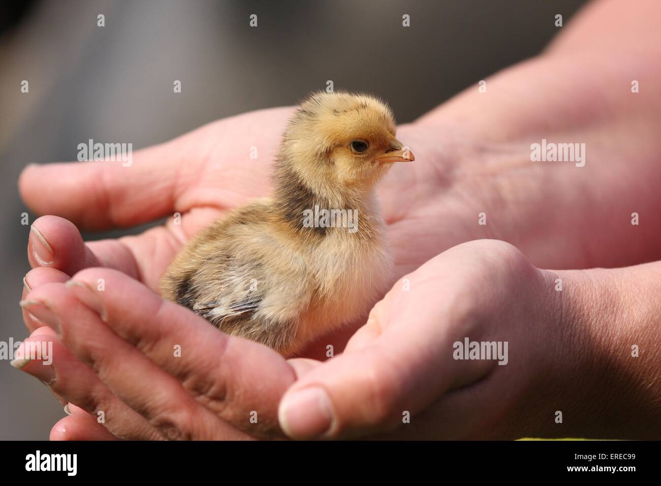 Juvenile Project Chicks