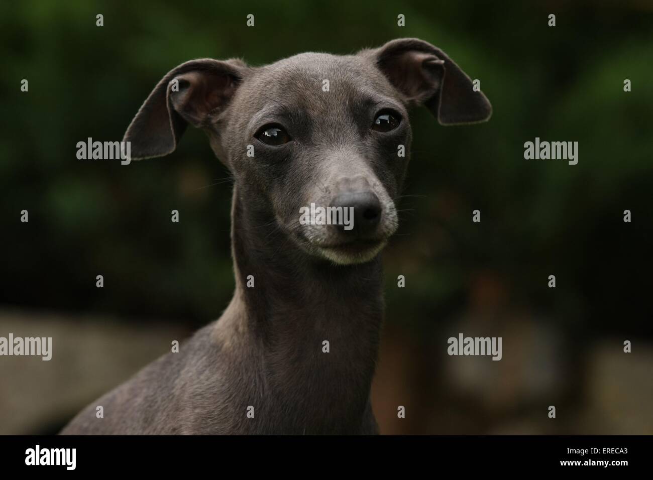 Italian greyhound hi-res stock photography and images - Alamy
