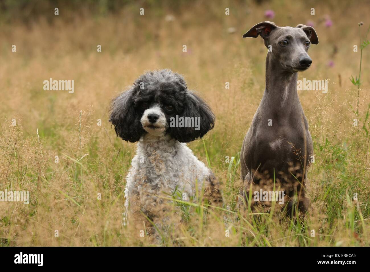 Little blue dogs hi-res stock photography and images - Alamy